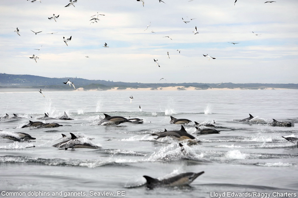 Delfine mit Sardinen Elela Africa - Elela Africa Travel