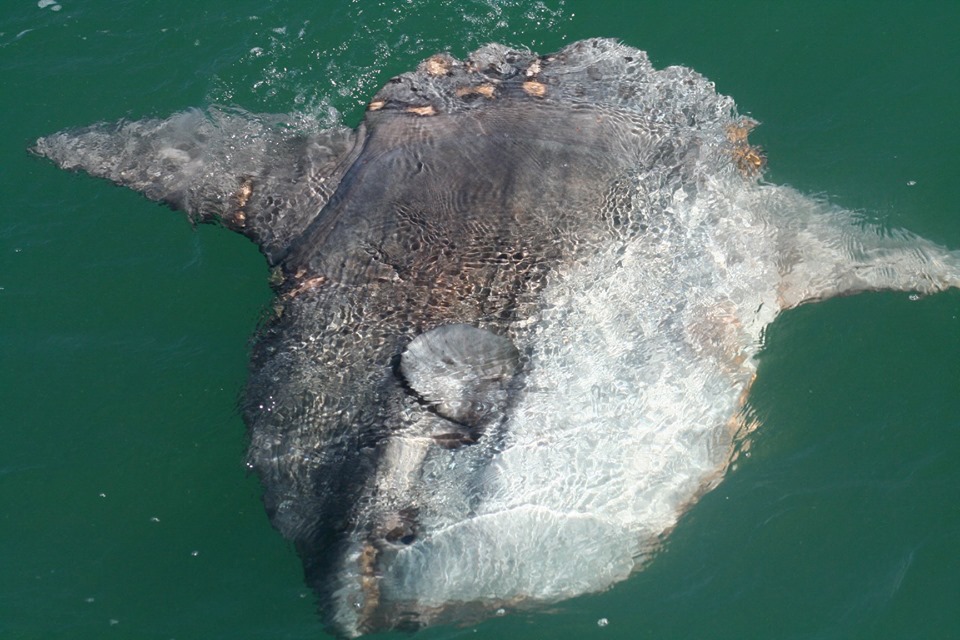 Auftakt der Wal-Saison mit Südkaper, Mondfisch und Delfin